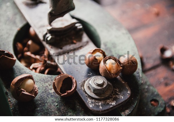 Shell Cracker Cracking Macadamia Open Macadamia Stock Photo 1177328086 ...