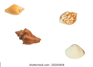 Shell Fish Conch Shell Stock Photo 232241818 | Shutterstock