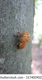 43,721 Insect shell Images, Stock Photos & Vectors | Shutterstock