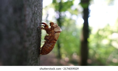43,721 Insect shell Images, Stock Photos & Vectors | Shutterstock
