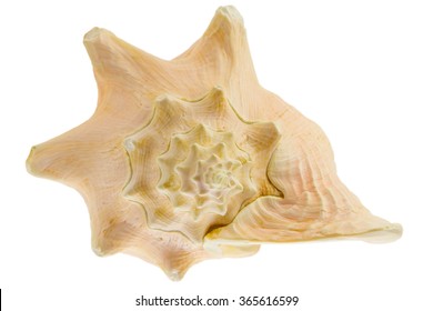 Shell Isolated White Background Stock Photo 365616599 | Shutterstock