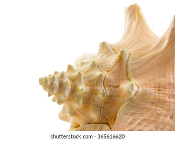Shell Isolated White Background Stock Photo 365616620 | Shutterstock