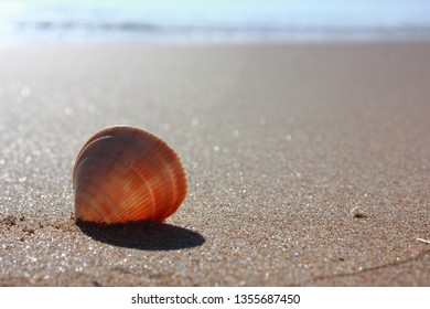 Single Shell On Beach Shell On Stock Photo 1387473329 | Shutterstock