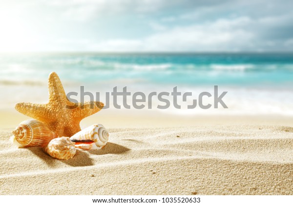Shell On Beach Summer Time Stock Photo 1035520633 | Shutterstock