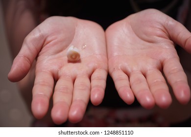 Shell On Hand Stock Photo 1248851110 | Shutterstock