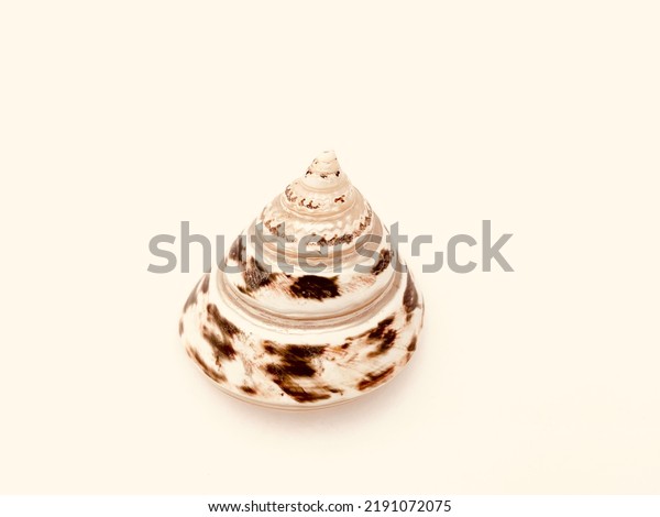 Shell On Plain White Background Close Stock Photo 2191072075 | Shutterstock