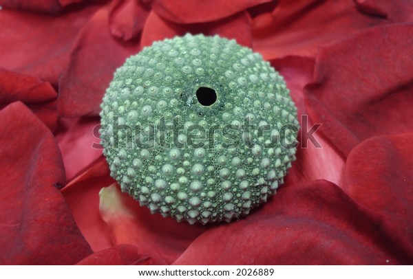 Shell On Rose Petals Background Stock Photo 2026889 | Shutterstock