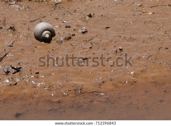 Shell On Wet Soil Mud Beside Stock Photo 712396843 | Shutterstock
