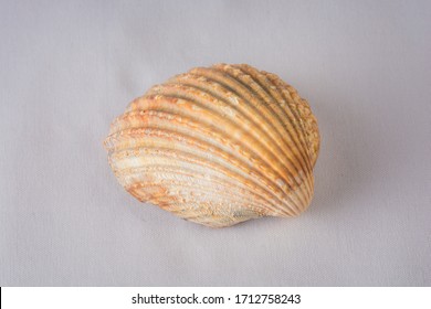 3,088 Calcareous shell Images, Stock Photos & Vectors | Shutterstock