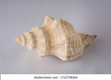 3,088 Calcareous shell Images, Stock Photos & Vectors | Shutterstock