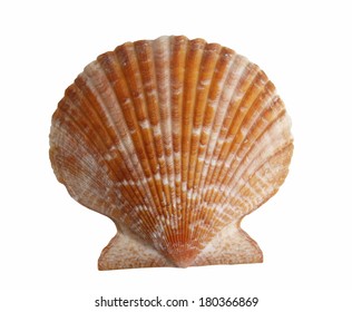 Shell On White Background Stock Photo 180366869 | Shutterstock