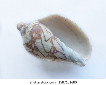 Shell Patterns On White Background Stock Photo 1587131680 | Shutterstock