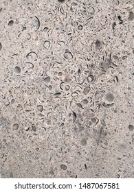 Shell Rock Limestone Texture Background Stock Photo 1487067581 ...