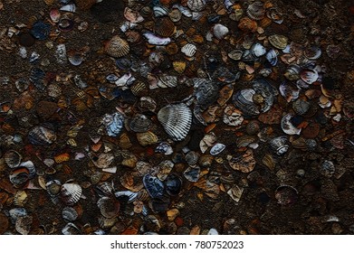 Shell Sand Texture Stock Photo 780752023 | Shutterstock