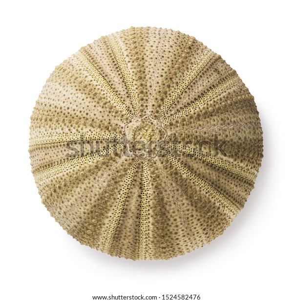 Shell Sea Hedgehog Rounded Shape Isolated Stock Photo 1524582476 ...