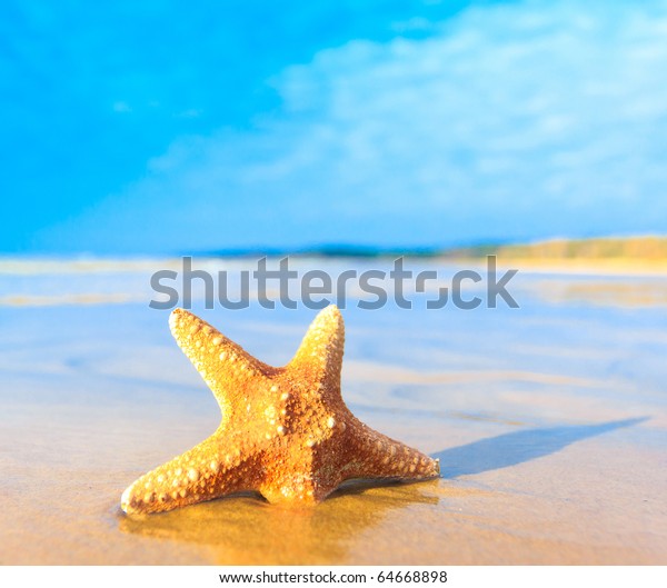 Shell Sea Star Stock Photo 64668898 | Shutterstock