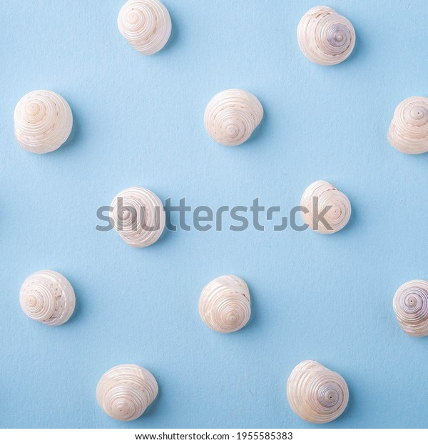 Shell Sky Background Top View Stock Photo 1955585383 | Shutterstock