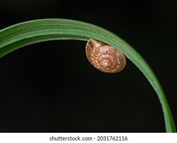 365 Underside shell Images, Stock Photos & Vectors | Shutterstock