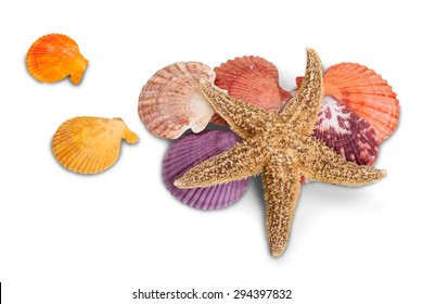 Set Pixel Art Sea Shells 8 库存矢量图（免版税）1920664241 | Shutterstock