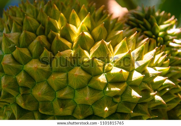 Shell Thorn Texture Surface Durian Fruit Stock Photo 1101815765 ...