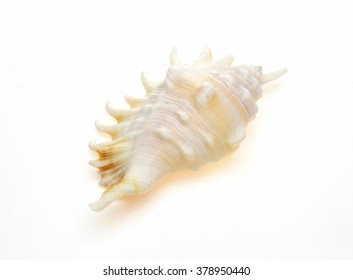 Shell White Background Stock Photo 378950440 | Shutterstock
