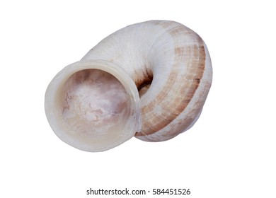 Shell White Background Stock Photo 584451526 | Shutterstock