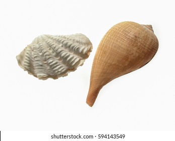 Shell White Background Stock Photo 594143549 | Shutterstock