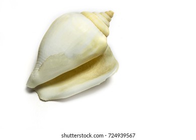 Shell White Background Stock Photo 724939567 | Shutterstock
