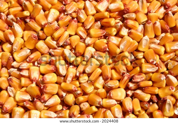Shelled Corn Stock Photo (Edit Now) 2024408