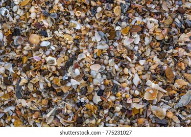 Shellfish On Sand Background Stock Photo 775231027 | Shutterstock