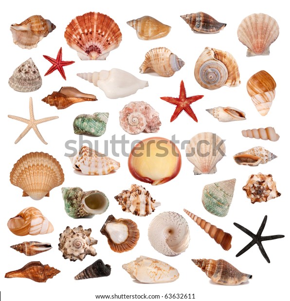Shells Collection Stock Photo (Edit Now) 63632611