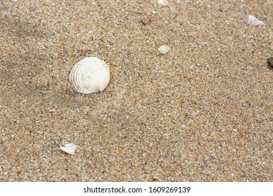 Shells Found On Beach Stock Photo 1609269139 | Shutterstock