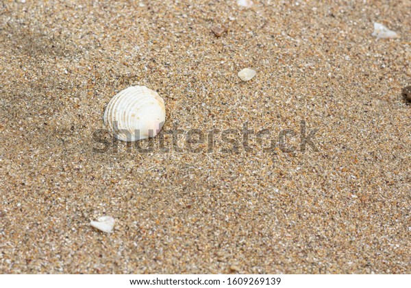 Shells Found On Beach Stock Photo 1609269139 | Shutterstock