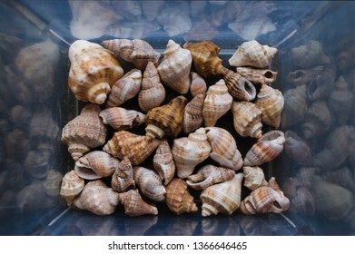 Shells Many Types Sizes Found On Stock Photo 1366646465 | Shutterstock