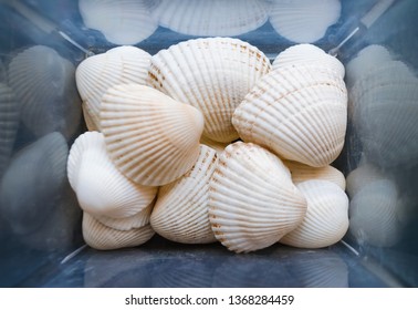 Shells Many Types Sizes Found On Stock Photo 1368284459 | Shutterstock