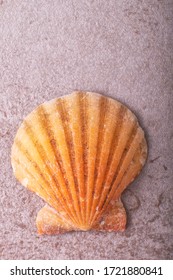 Shells Many Types Sizes Found On Stock Photo 1721880841 | Shutterstock