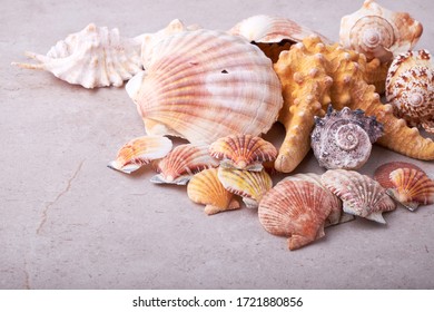 Shells Many Types Sizes Found On Stock Photo 1721880856 | Shutterstock