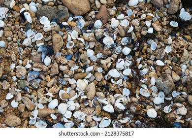 Shells Many Types Sizes Found On Stock Photo 2128375817 | Shutterstock