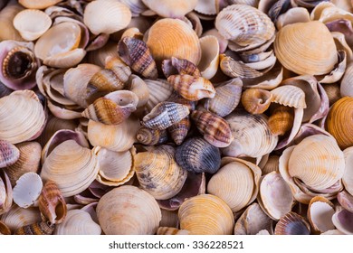 Shells Many Types Sizes Found On Stock Photo 336228521 | Shutterstock