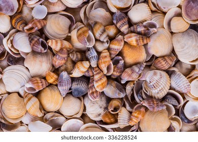 Sea Shells Seashells Variety Sea Shells Stock Photo 334028948 ...
