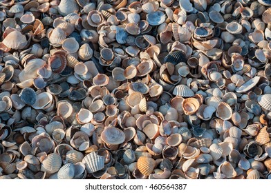 Shells Many Types Sizes Found On Stock Photo 460564387 | Shutterstock
