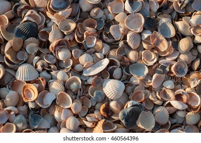 Shells Many Types Sizes Found On Stock Photo 460564396 | Shutterstock