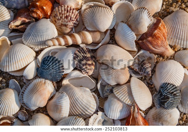 Shells Many Types Sizes Found On Stock Photo (Edit Now) 252103813