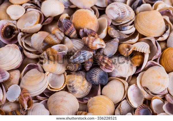 Shells Many Types Sizes Found On Stock Photo 336228521 | Shutterstock