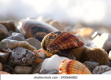 387,876 Seashells background Images, Stock Photos & Vectors | Shutterstock