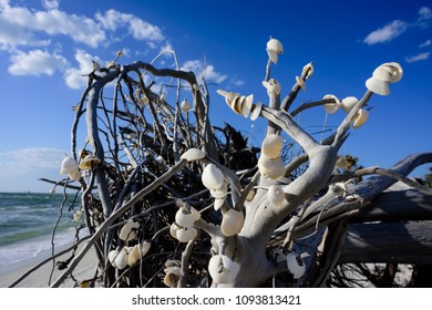 817 Sun Bleached Trees Images, Stock Photos & Vectors | Shutterstock
