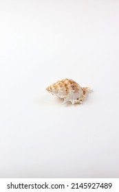 109 Cherrystone clam Images, Stock Photos & Vectors | Shutterstock