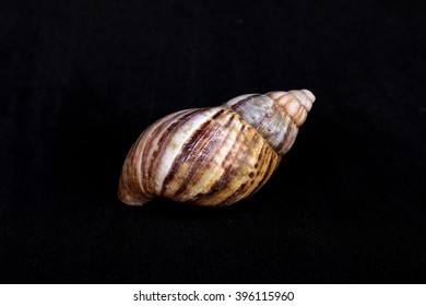 Snail shell black Images, Stock Photos & Vectors | Shutterstock