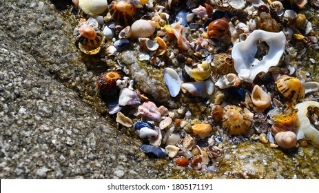 63 Mudflat Snail Images, Stock Photos & Vectors | Shutterstock