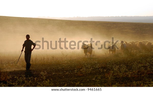 Shepherd Work Stock Photo 9461665 | Shutterstock